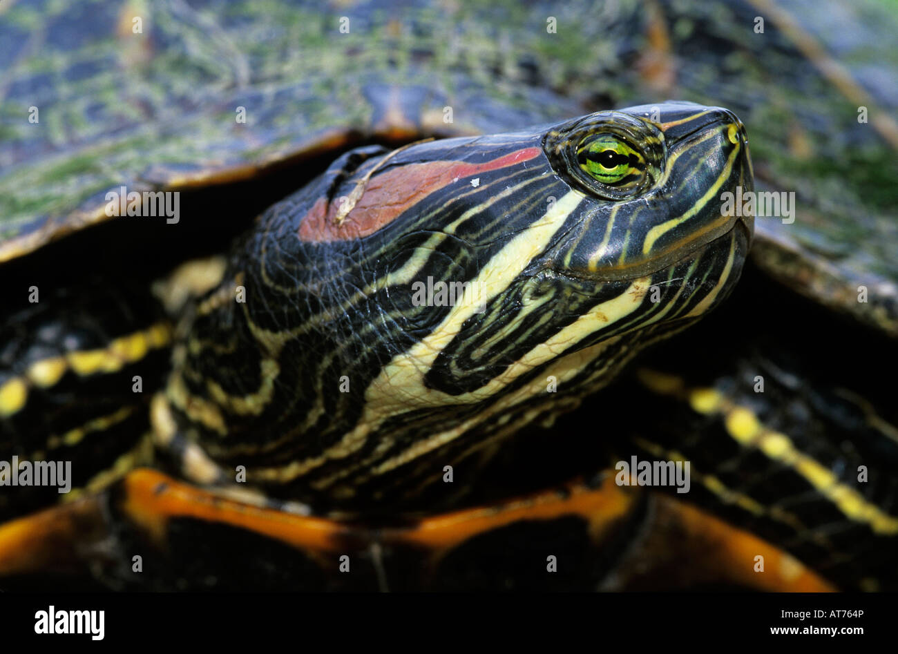 Adult red eared slider hi-res stock photography and images - Alamy