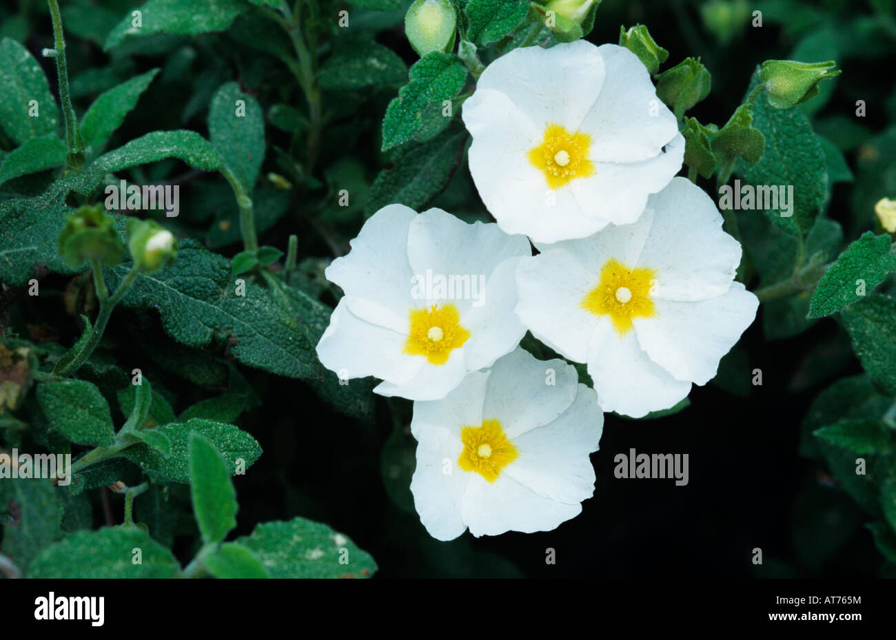 Cistus sp hi-res stock photography and images - Alamy