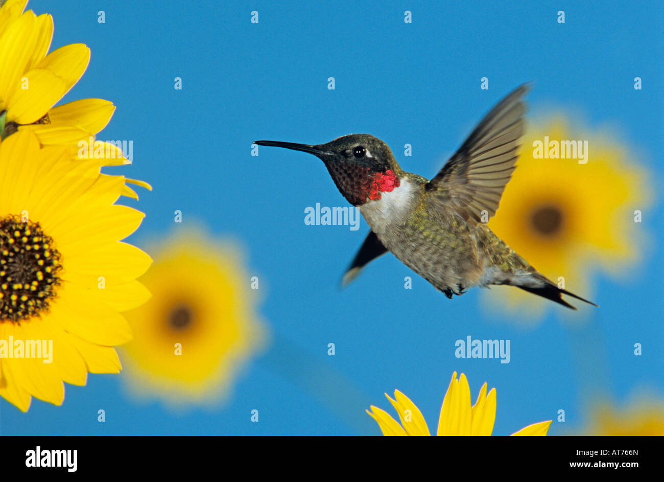 Hummingbird With Sunflower High Resolution Stock Photography and Images ...