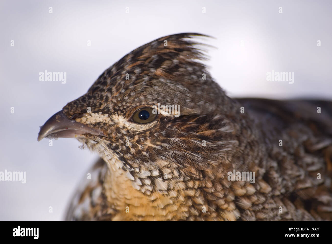 Ruffed grouse Bonasa umbellus Stock Photo - Alamy