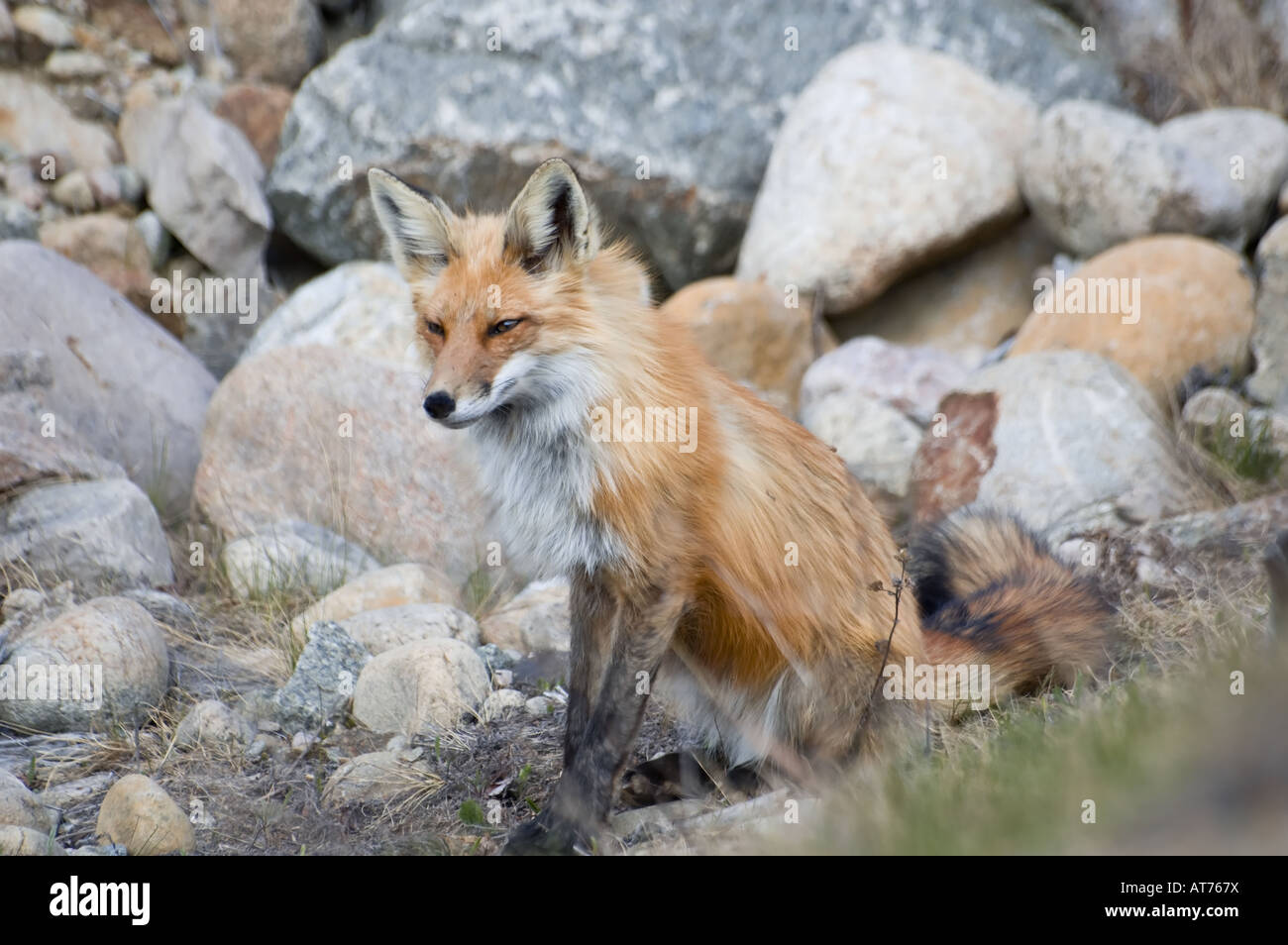 Red Fox in wild nature Stock Photo - Alamy
