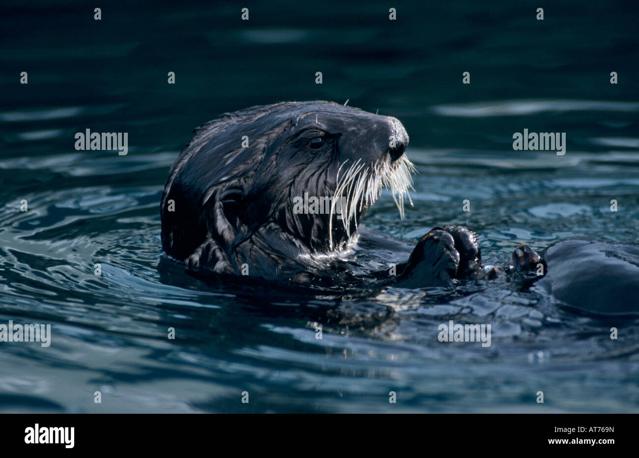 Sea Otter Enhydra lutris adult eating Shells Seward Alaska USA March ...