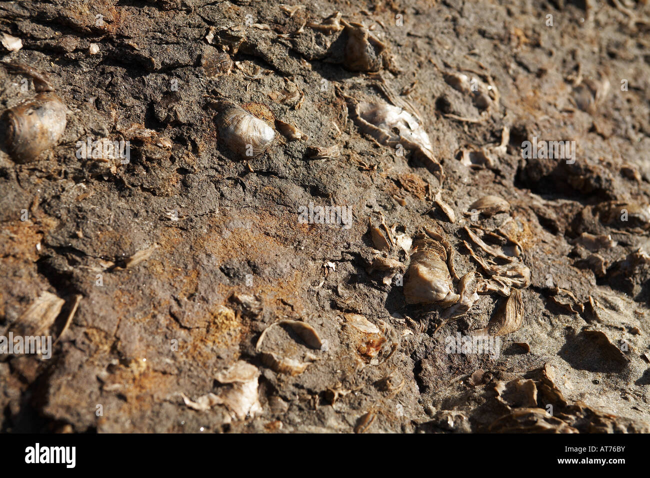 Fossilized Shells in Cliffside Torrey Pines State Reserve, San Diego ...