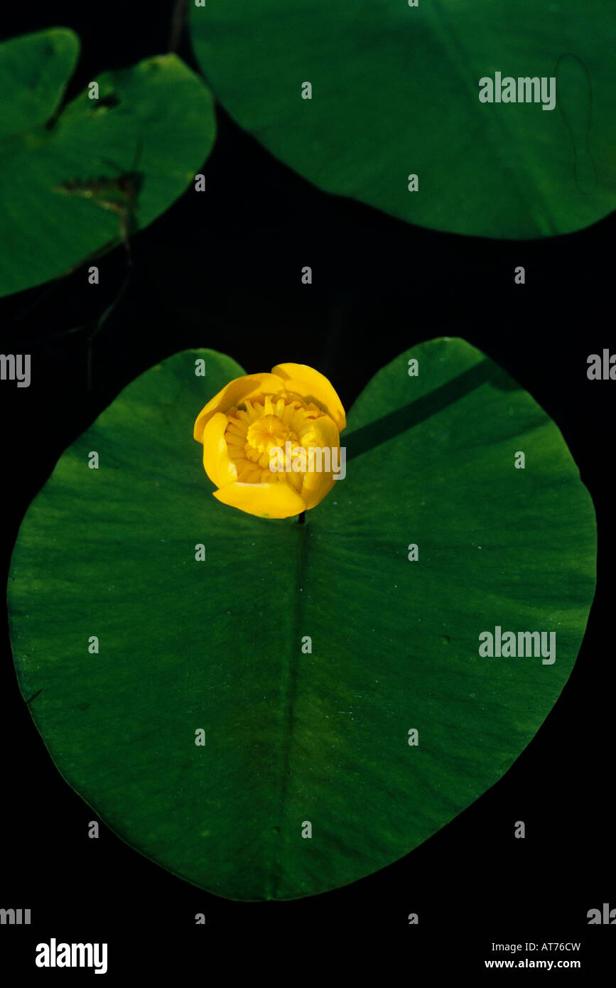 Spatterdock flowers nuphar lutea hi-res stock photography and images ...