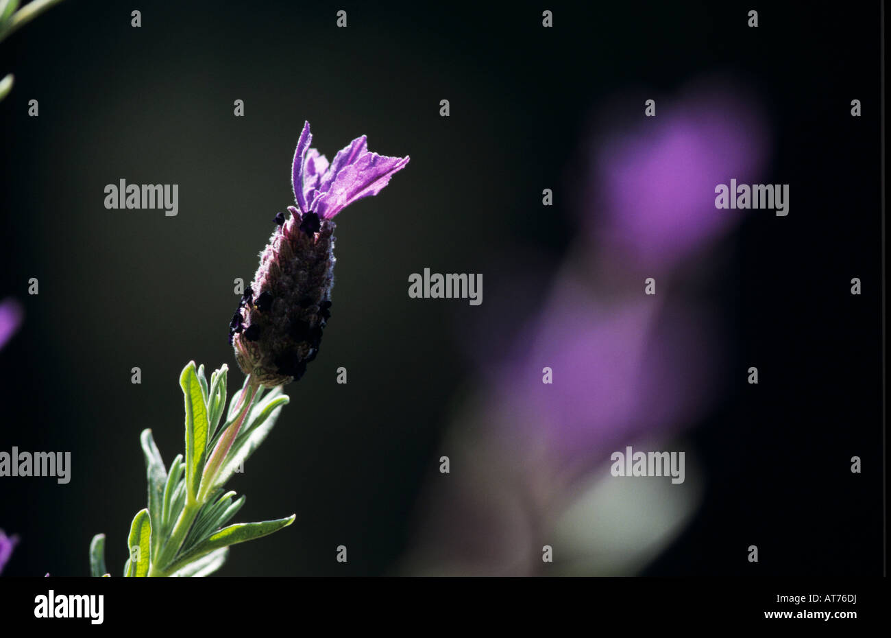 Spanish Lavender Lavandula stoechas blooming Samos Greek Island Greece ...