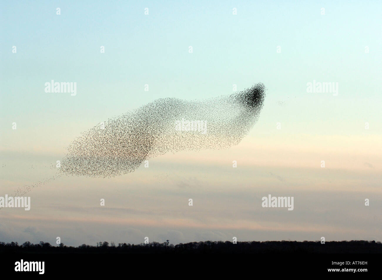 Swarming birds hi-res stock photography and images - Alamy