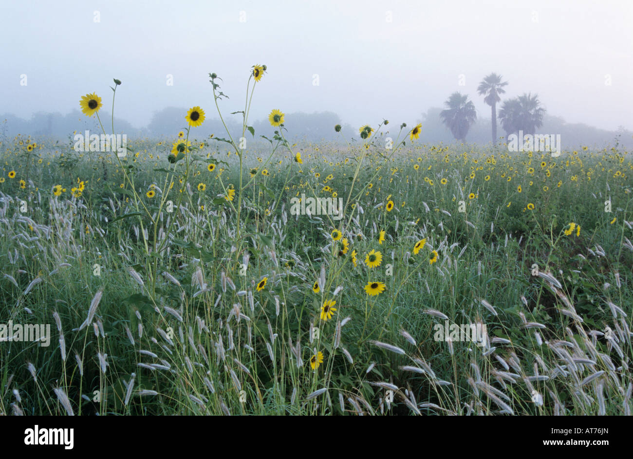 Sunflowers helianthus sp hi-res stock photography and images - Alamy