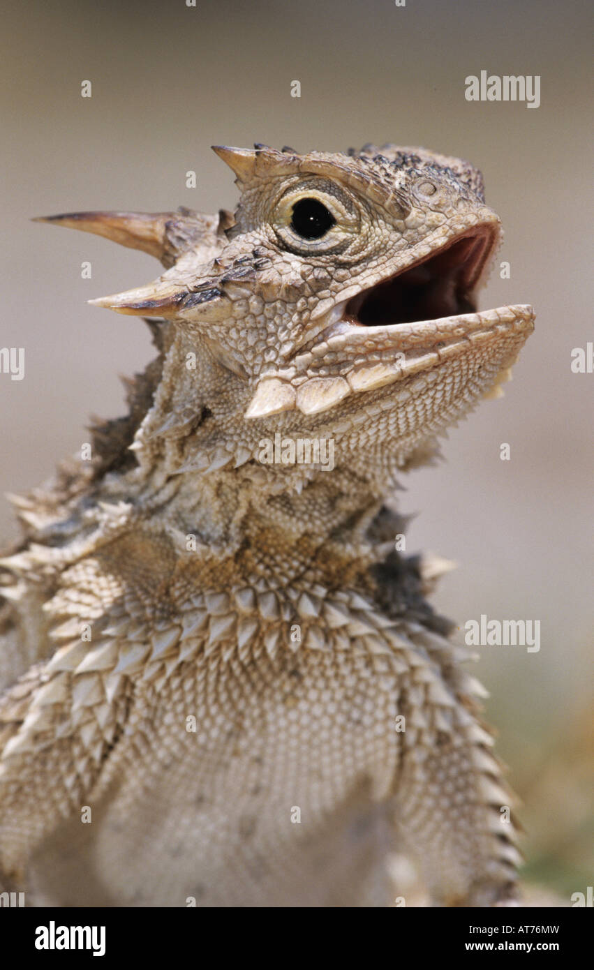 Texas Horned Lizard Phrynosoma cornutum adult Starr County Rio Grande ...