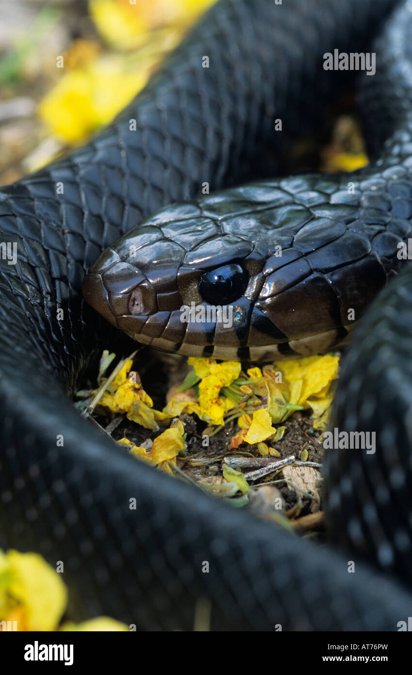 Texas blue indigo snake hi-res stock photography and images - Alamy