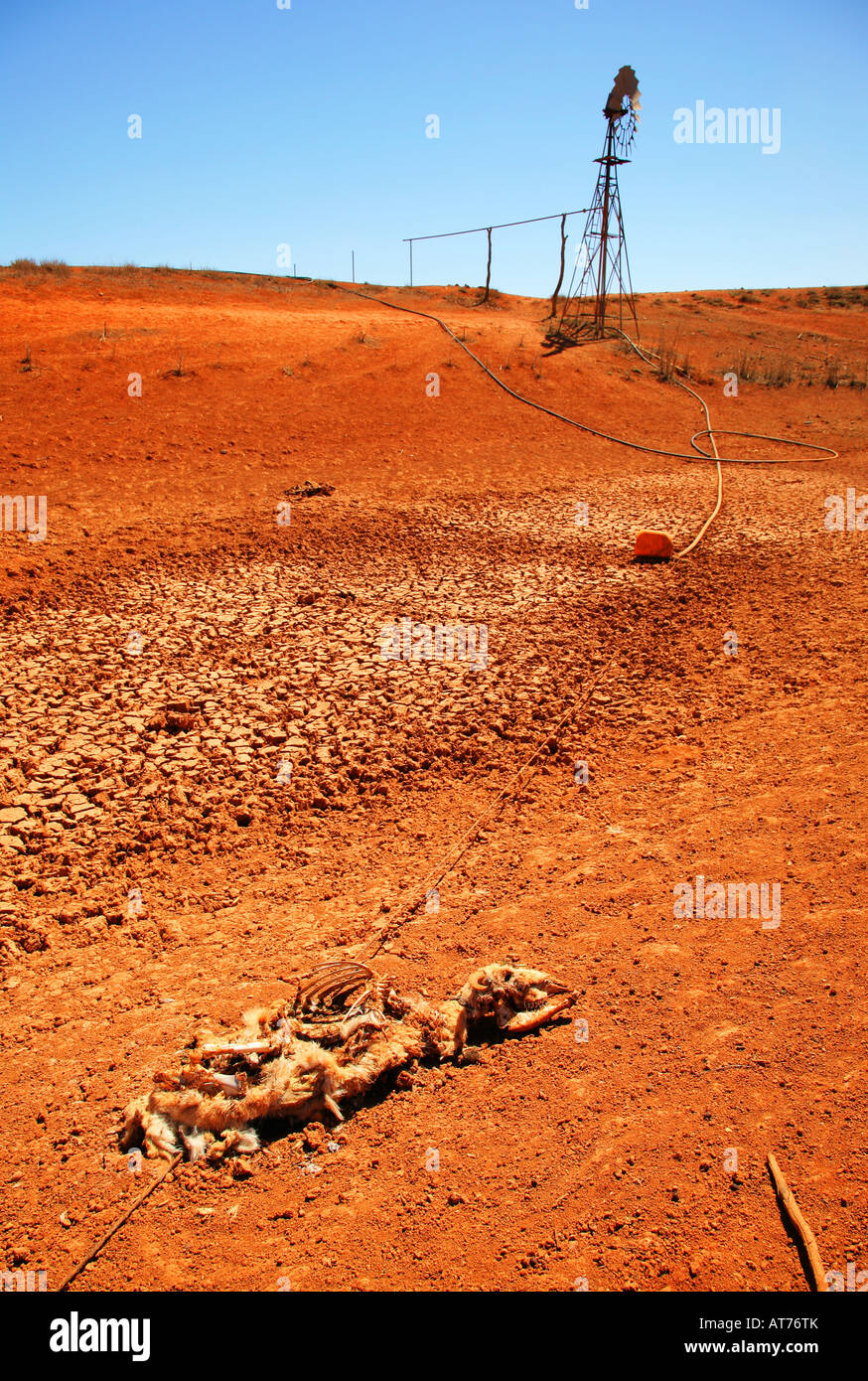 Dead sheep in a dry water hole Drought outback Australia Stock Photo ...