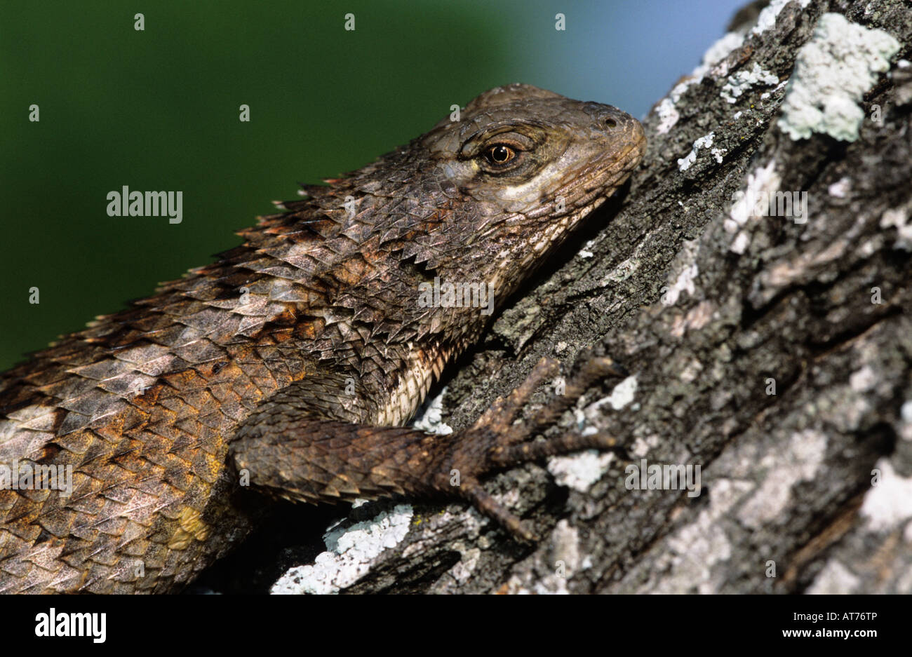 Mesquite tree bark hi-res stock photography and images - Alamy