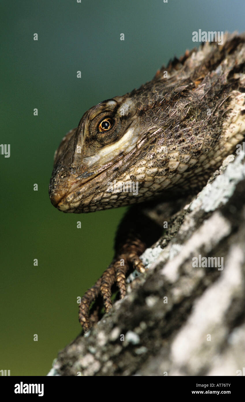 Mesquite tree bark hi-res stock photography and images - Alamy