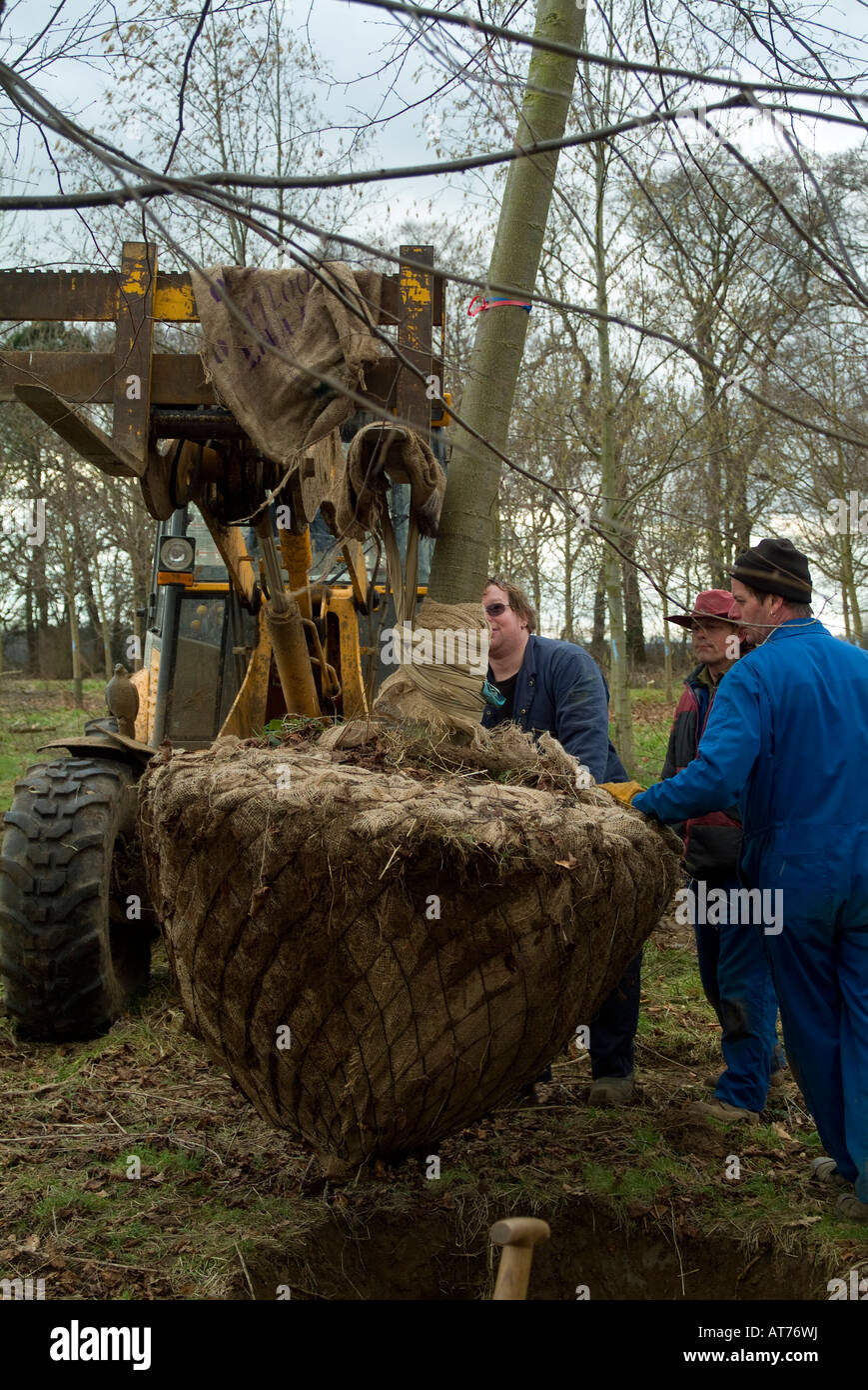 Moving a rootballed tree with a digger Stock Photo - Alamy