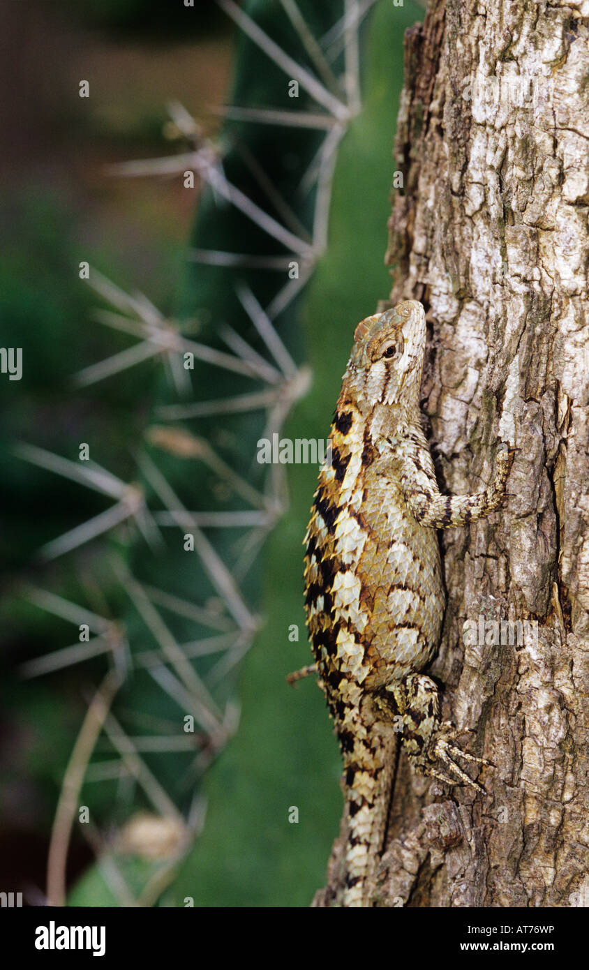 Mesquite tree bark hi-res stock photography and images - Alamy