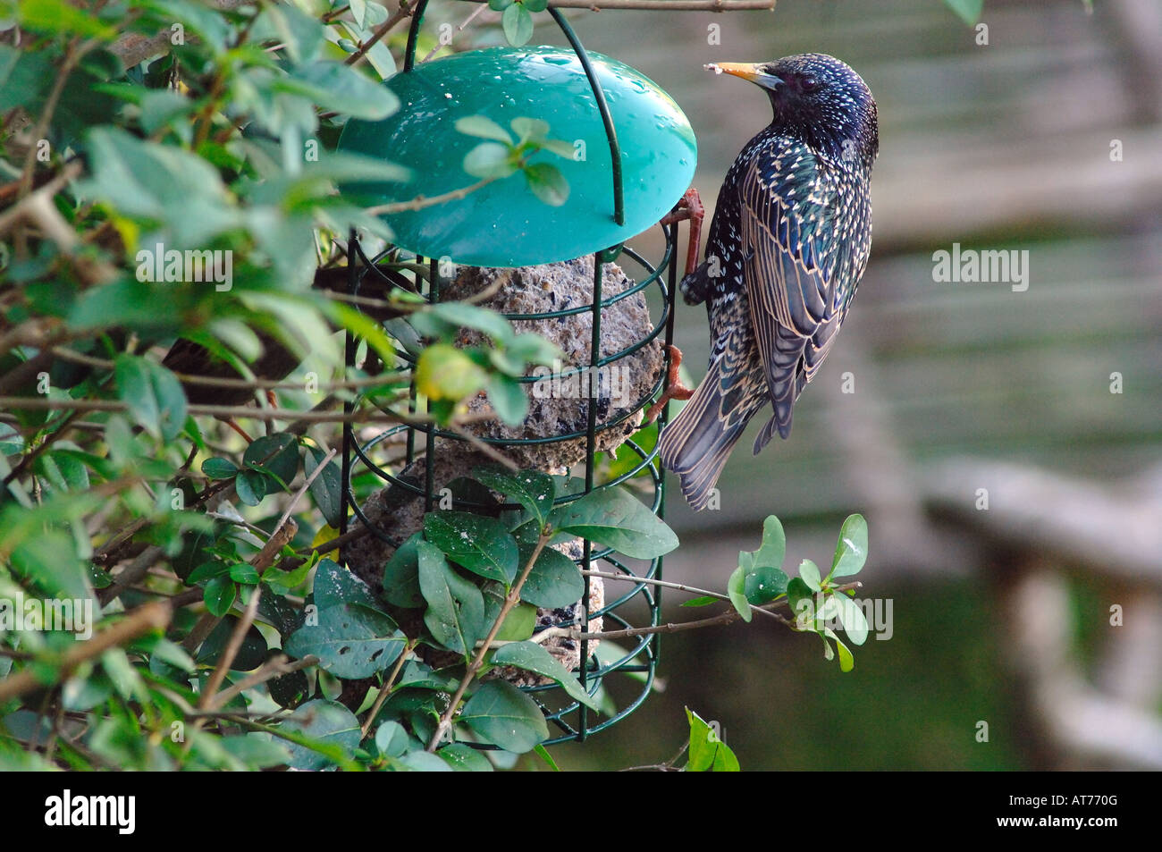 Starling feeder hi-res stock photography and images - Alamy