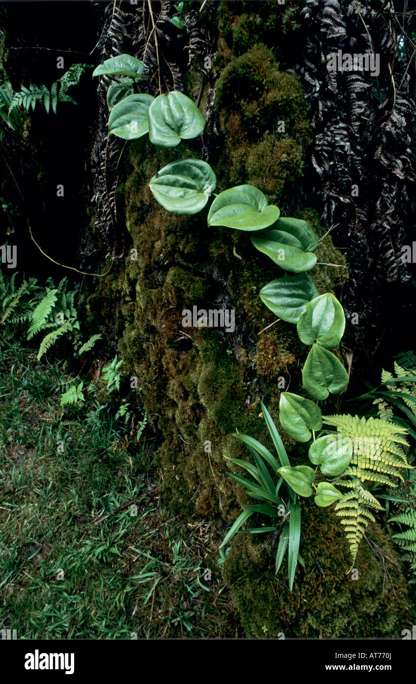 Alakai swamp hawaii hi-res stock photography and images - Alamy