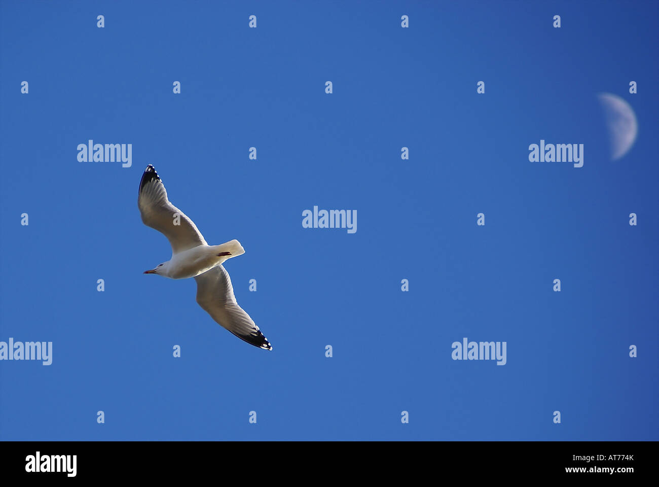 Bird flying in moon hi-res stock photography and images - Alamy