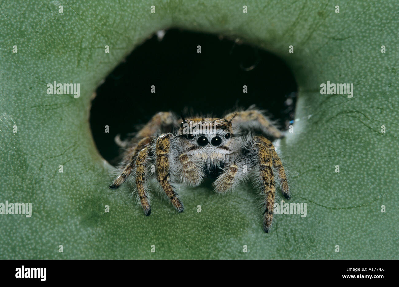 Jumping Spider Salticidae adult on Texas Prickly Pear Cactus Opuntia ...