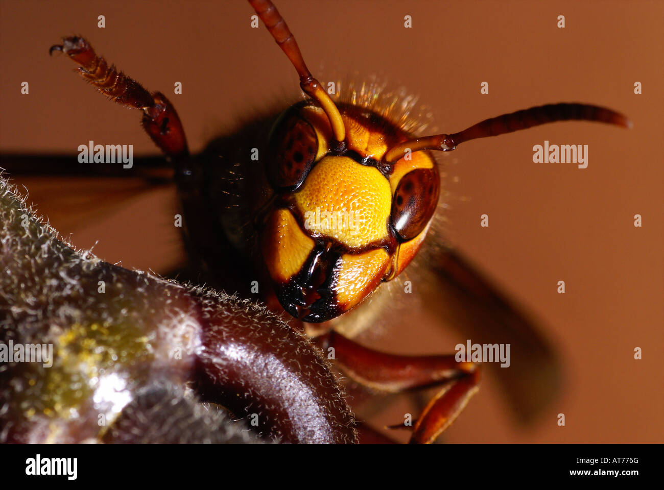 Close up of the face of a hornet looking straight into the camera Stock ...