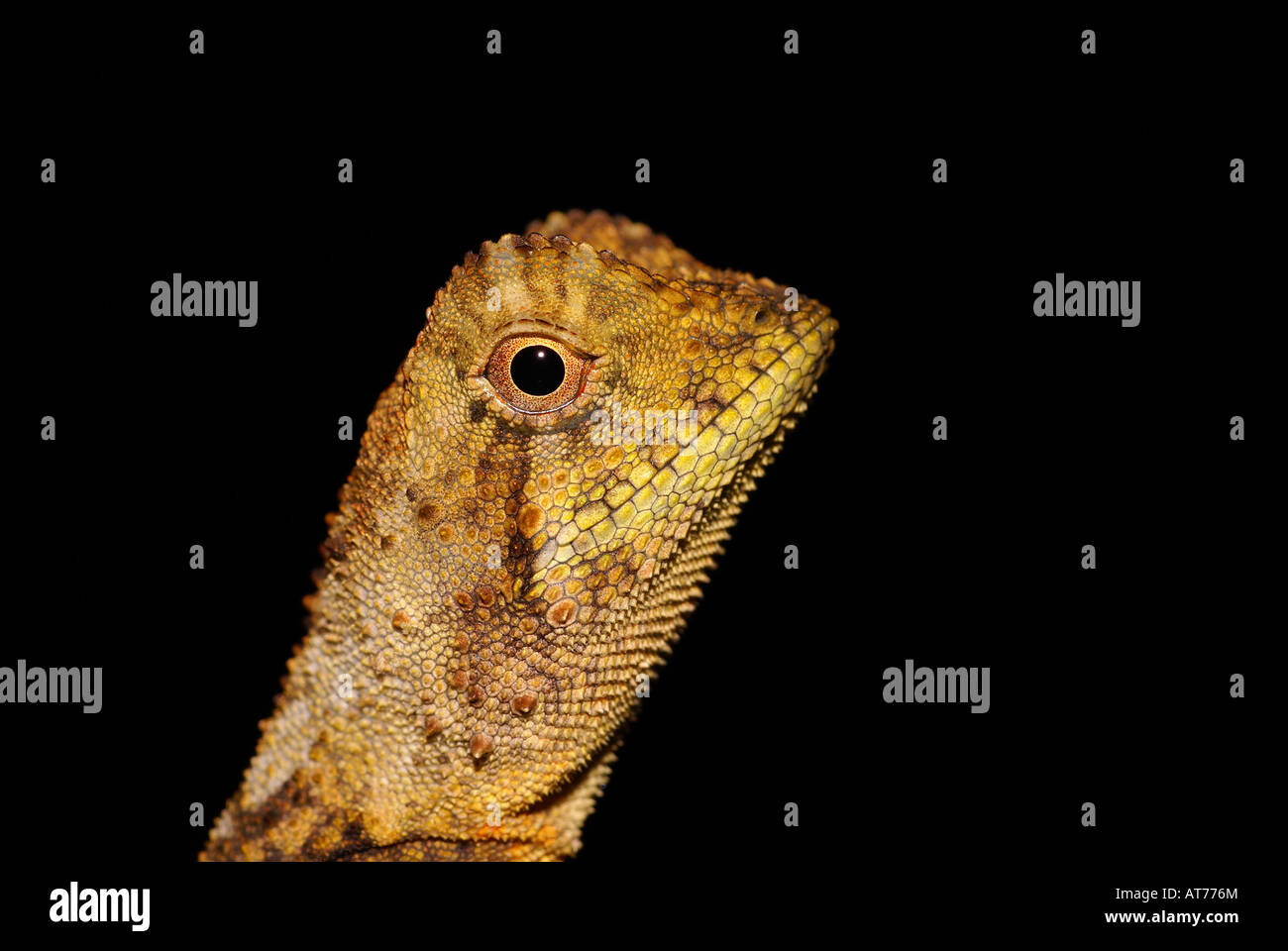 A Portrait of the Bornean Earless Lowland Lizard Stock Photo - Alamy
