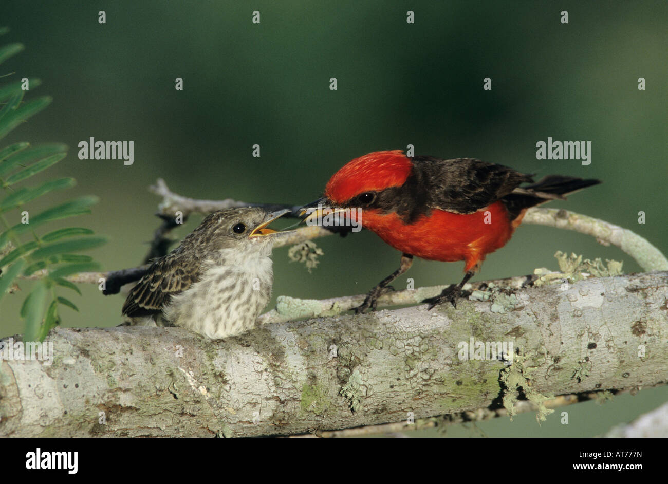 Vermillion Flycatcher Pyrocephalus rubinus male feeding young outside ...