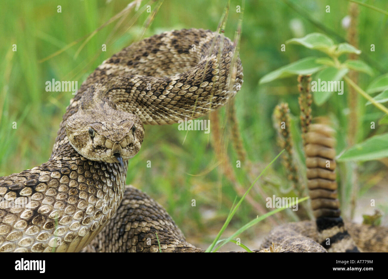 Western Diamondback Rattlesnake Crotalus atrox adult in defensive pose ...