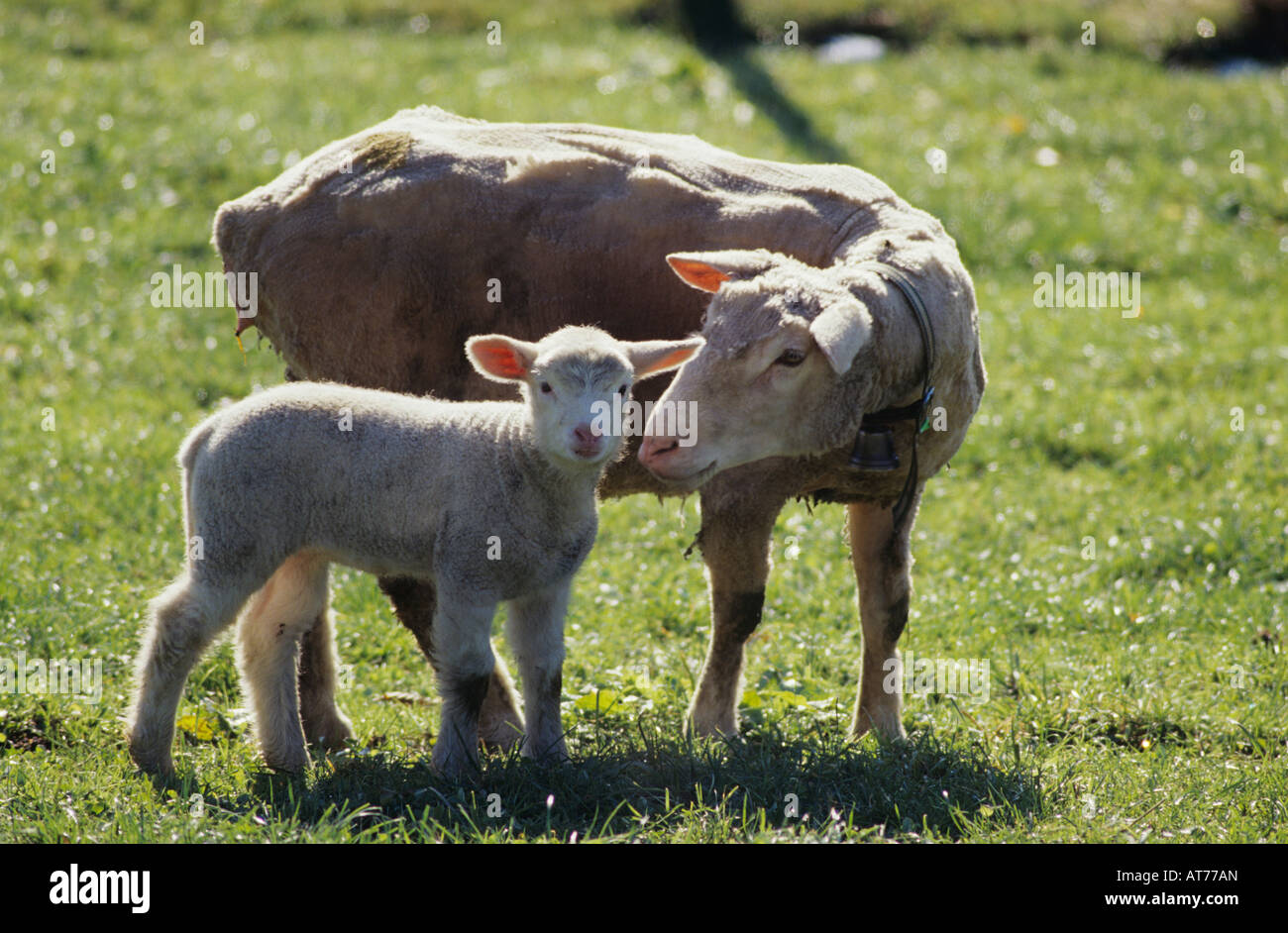 Domestic Sheep Ovis aries female with young Oberaegeri Switzerland May ...