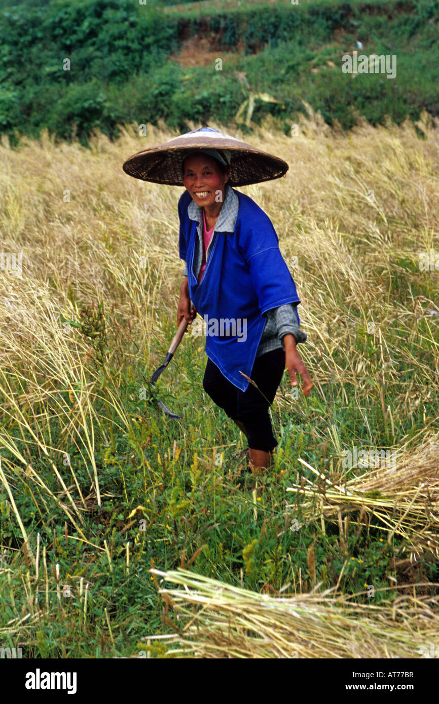 Rice harvest in Guangxi, China Stock Photo - Alamy