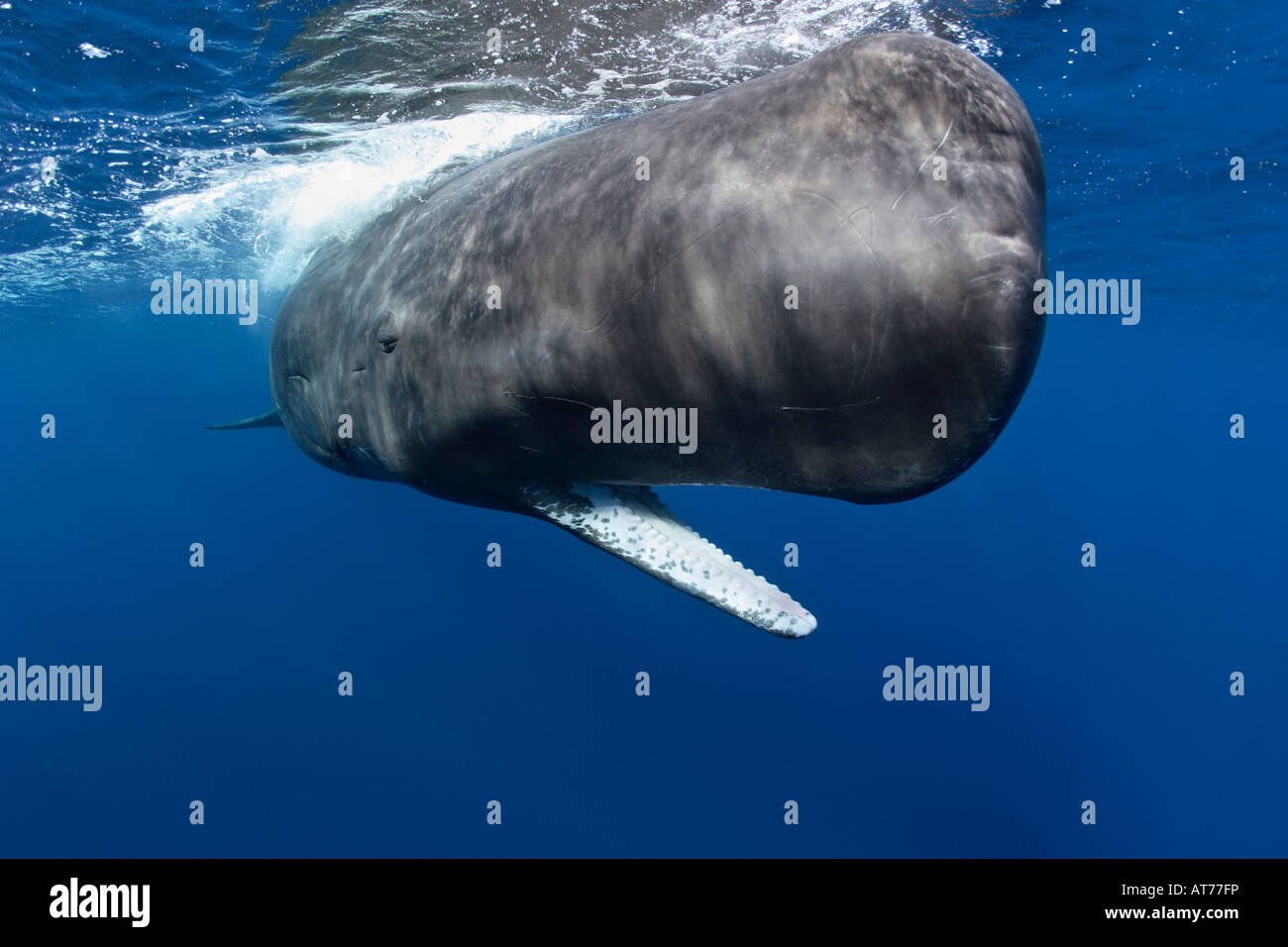 Whale Teeth High Resolution Stock Photography and Images - Alamy