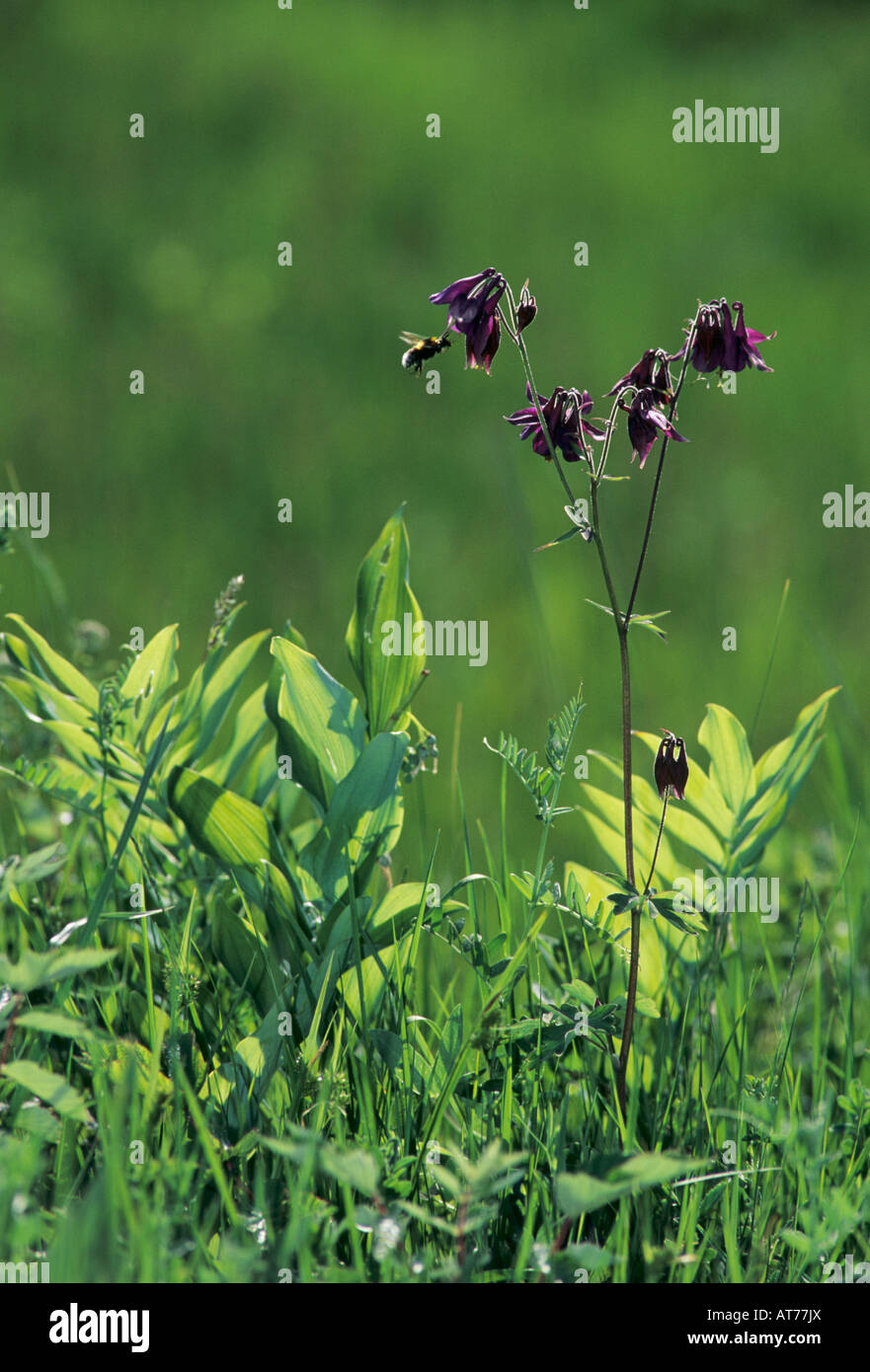 European columbine aquilegia vulgaris hi-res stock photography and ...