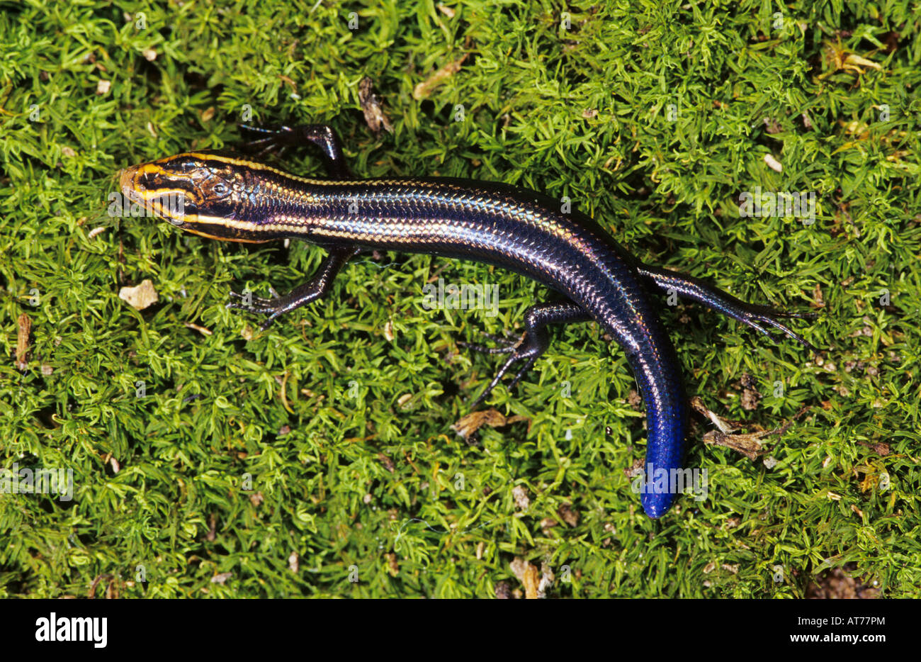 Four-lined Skink Eumeces tetragrammus tetragrammus young on moss Rio ...