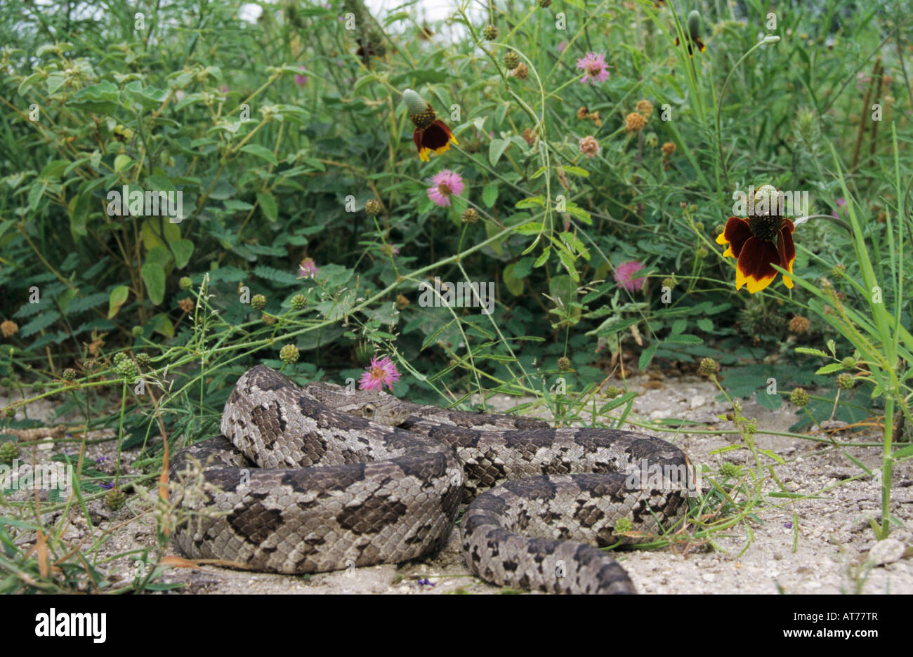 Great Plains Rat Snake Elaphe guttata emoryi adult with wildflowers ...