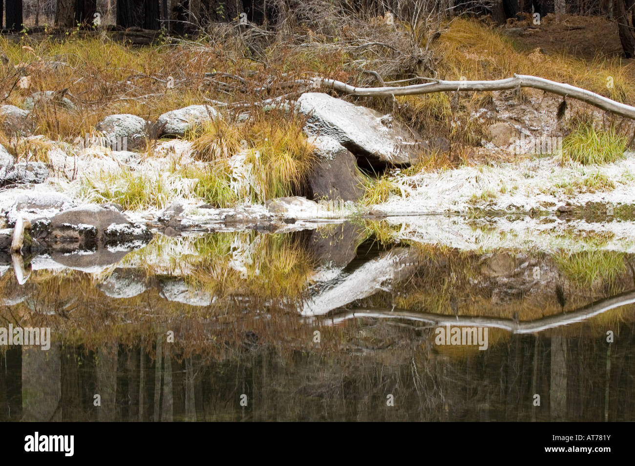 Fallen tree creates an interesting forest scene with water reflections ...