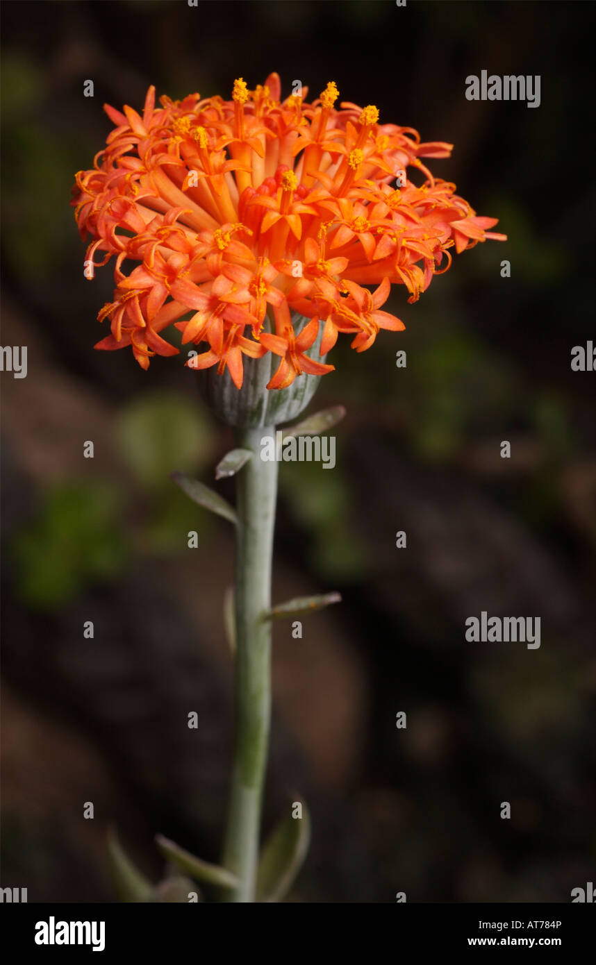 Scarlet Kleinia, an African flower in the aster family has a red ...
