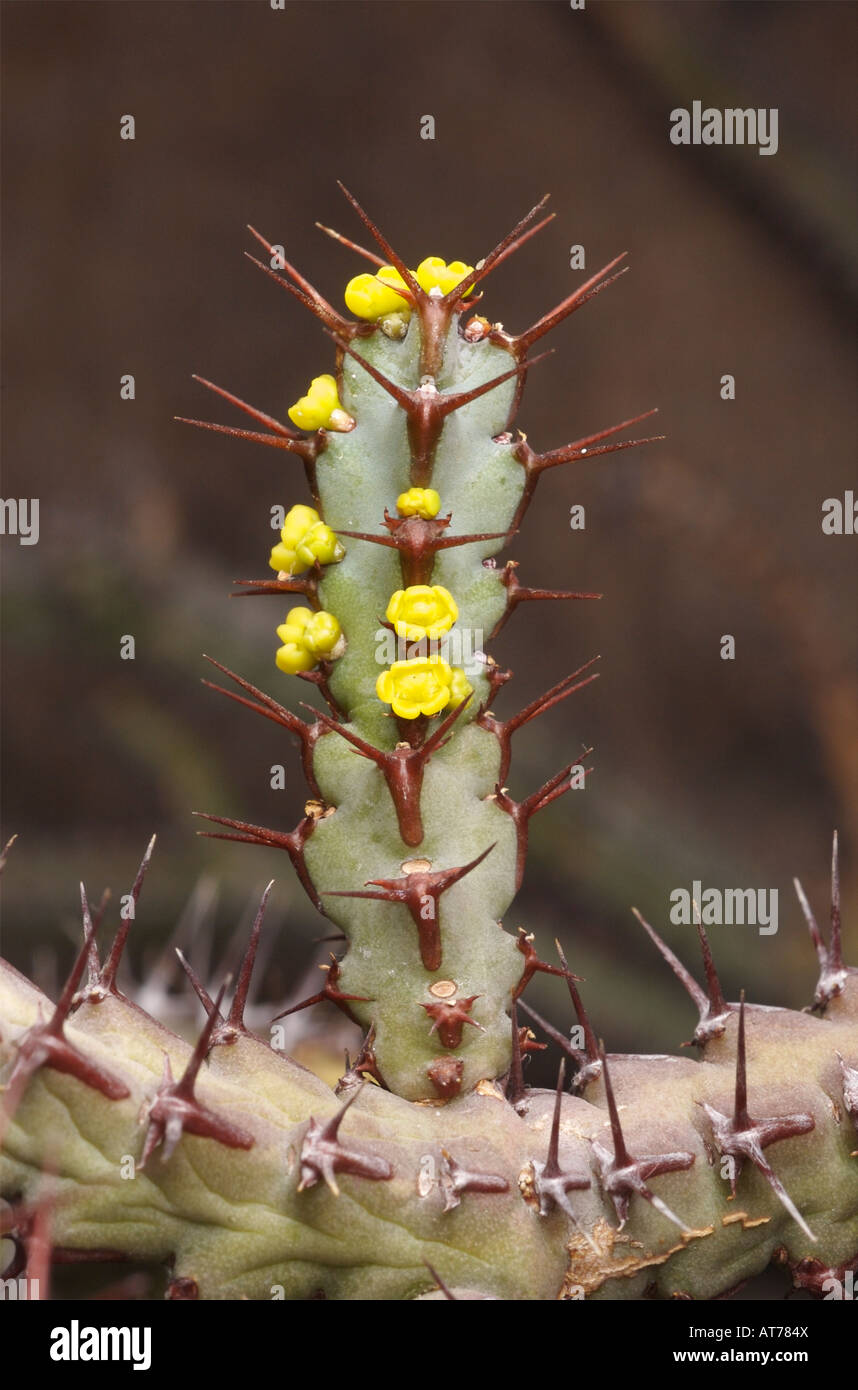 Yellow flowers of a thorny south African plant of arid regions in the ...