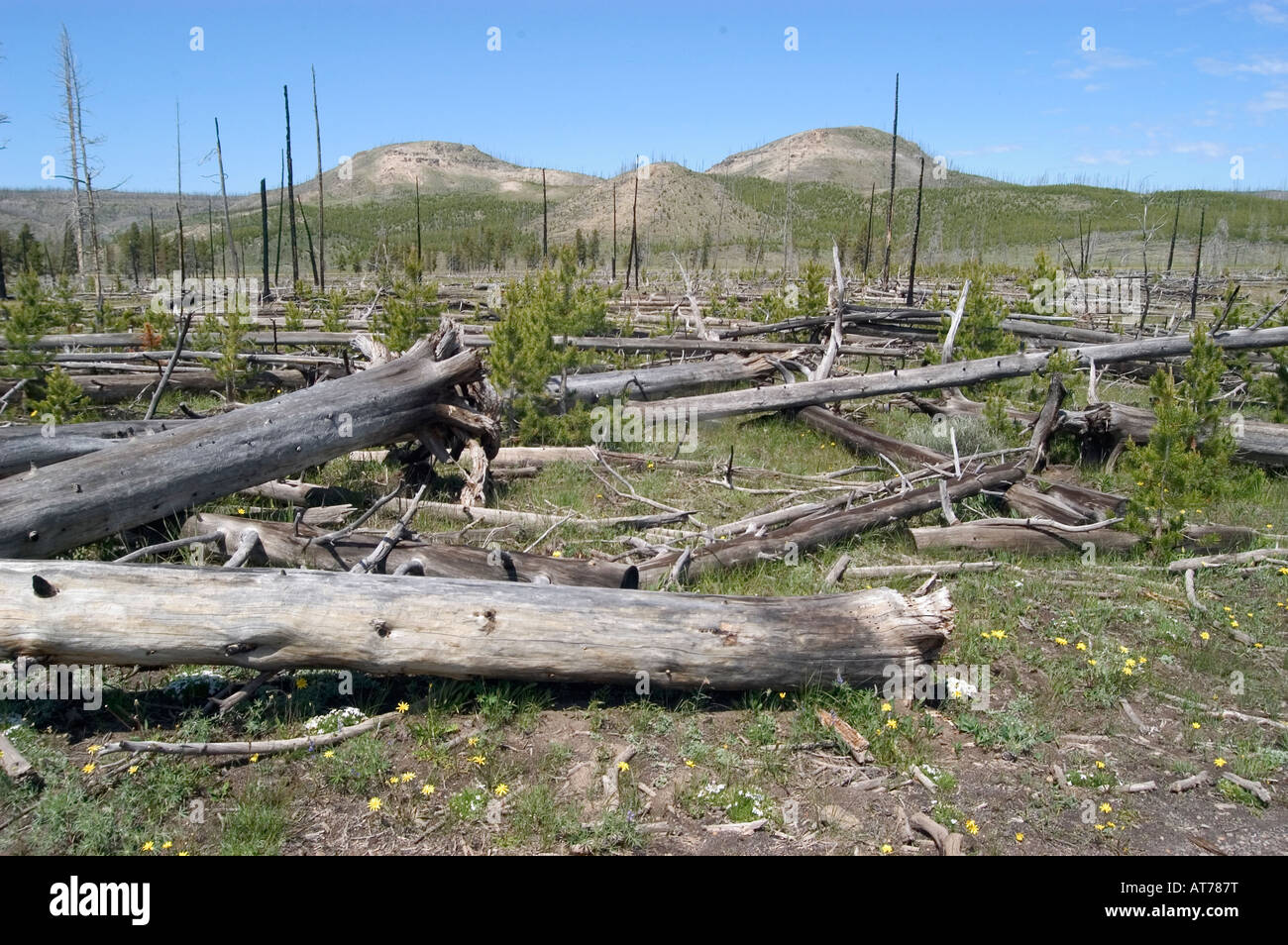 Yellowstone fire 1988 hi-res stock photography and images - Alamy