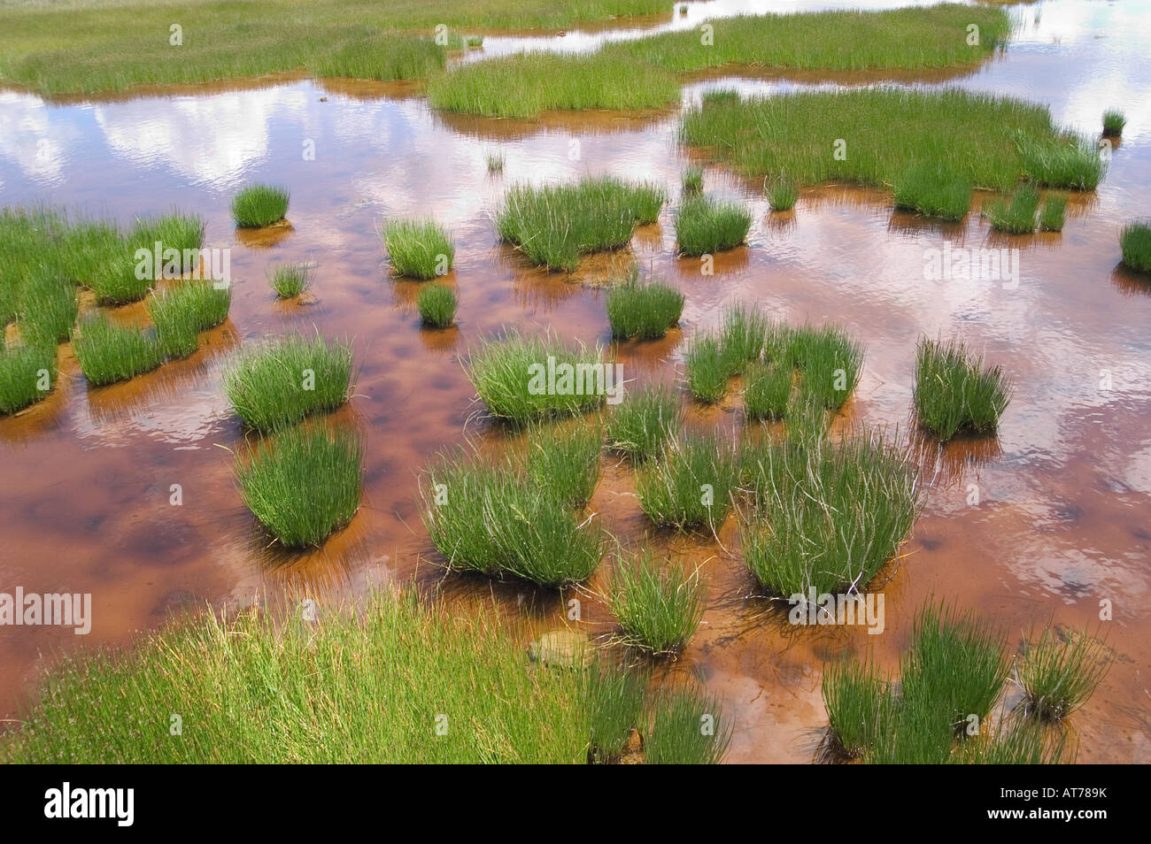 Midway Geyser Basin swamp area is part of Yellowstone National Park, WY ...