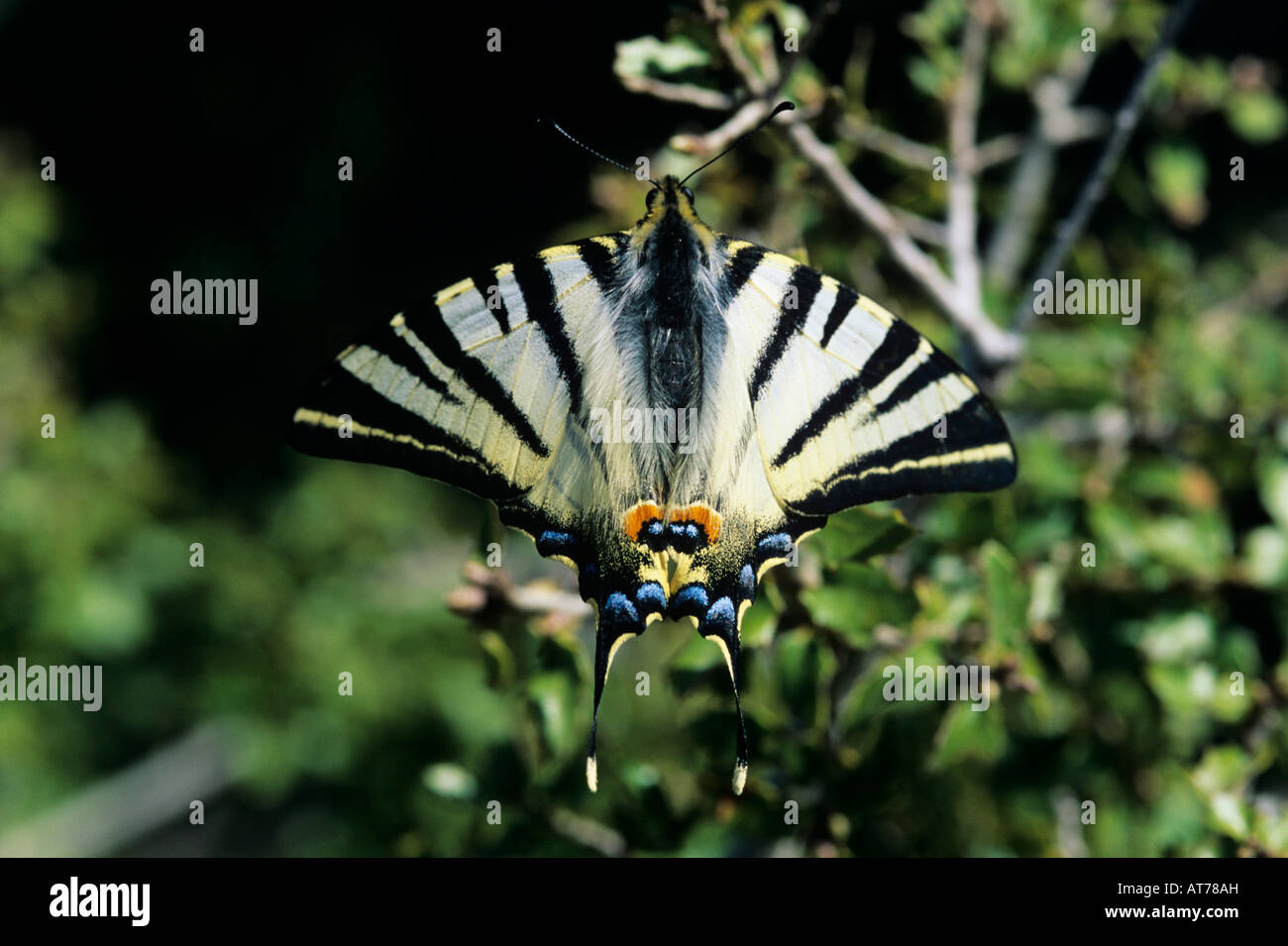 Greek insects hi-res stock photography and images - Alamy