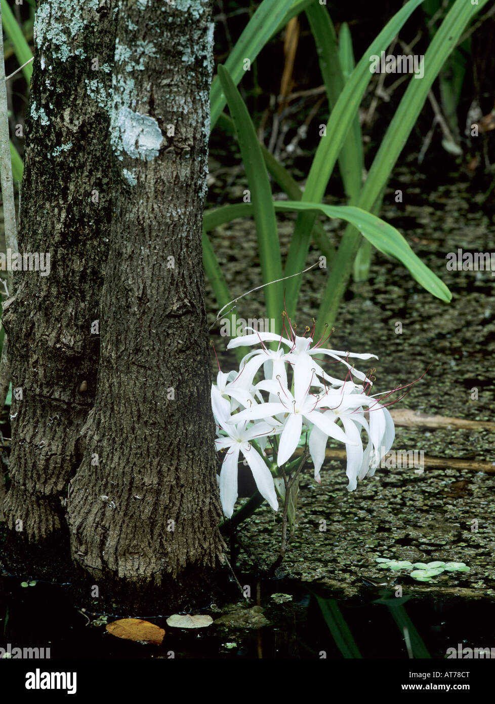 Swamp Lily Crinum americanum blooming Everglades National Park Florida ...