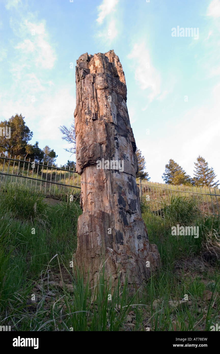 A petrified tree is one of the sights near Roosevelt Lodge in ...