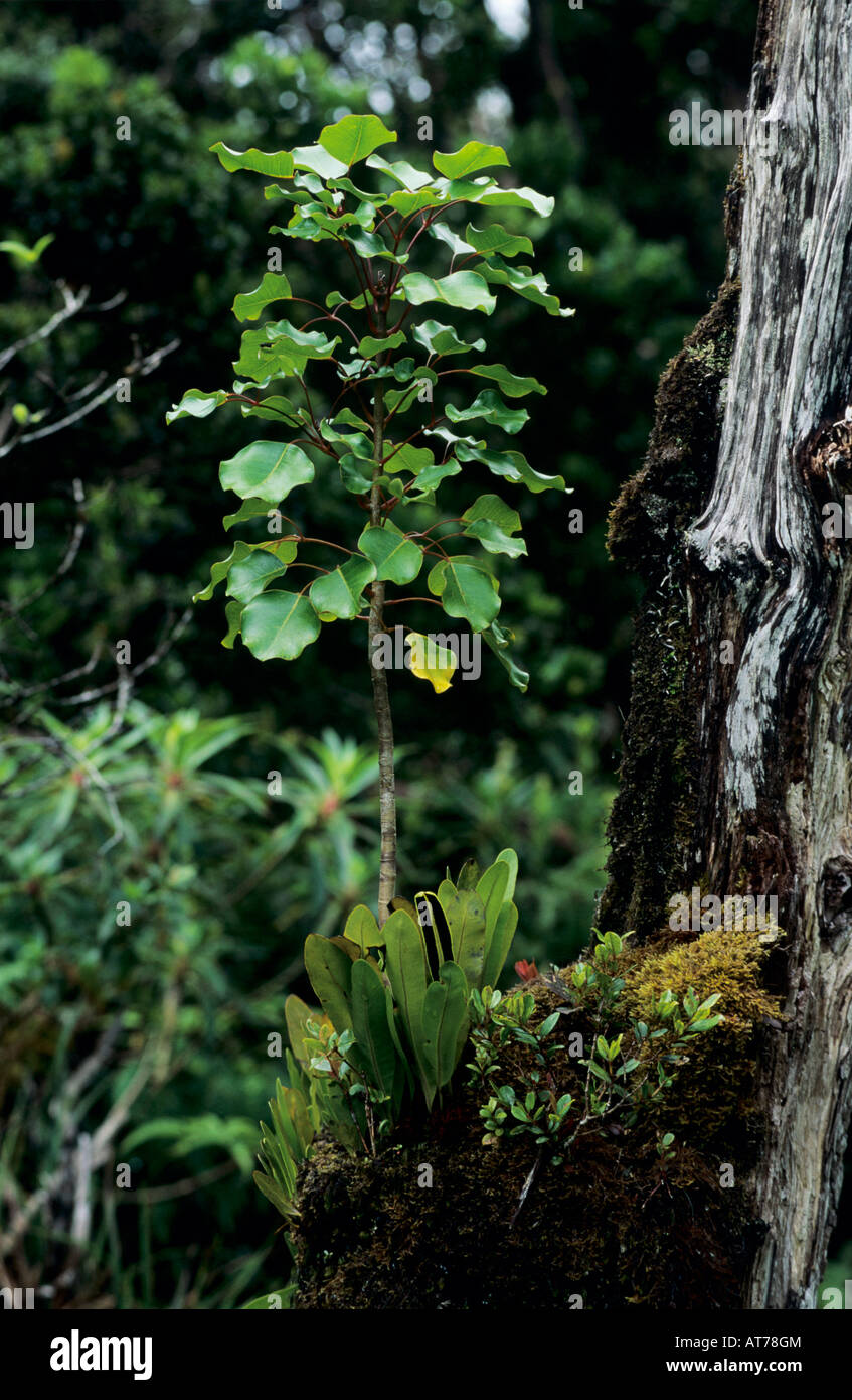 Tropical Plant leaves Alakai Swamp Kauai Hawaii USA August 1997 Stock ...