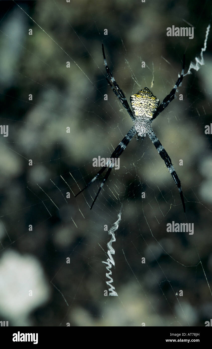 Argiope Argiope sp adult in web Fern Grotto Kauai Hawaii USA August ...