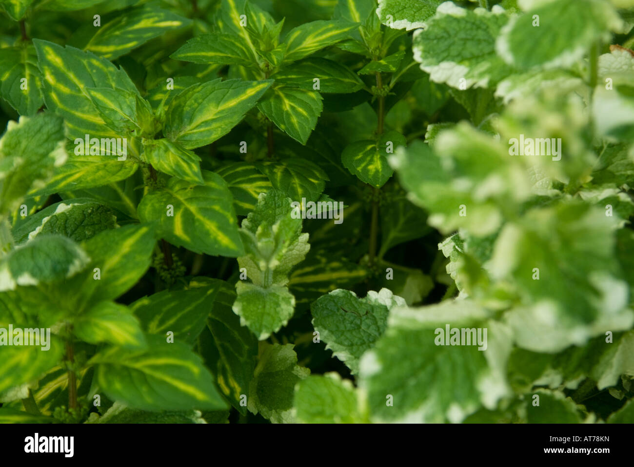 Mint variegated hi-res stock photography and images - Alamy