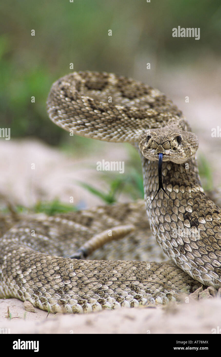 Western Diamondback Rattlesnake Crotalus atrox adult in defensive pose ...