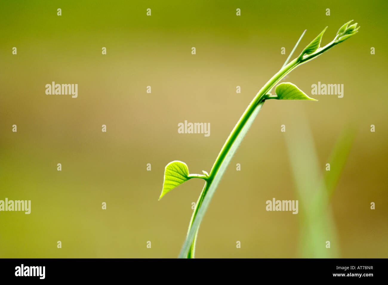 A vine growing Stock Photo - Alamy