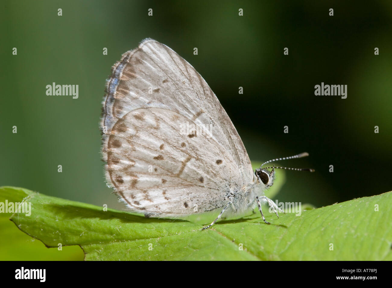 Summer Azure Celestrina ladon neglecta Stock Photo - Alamy