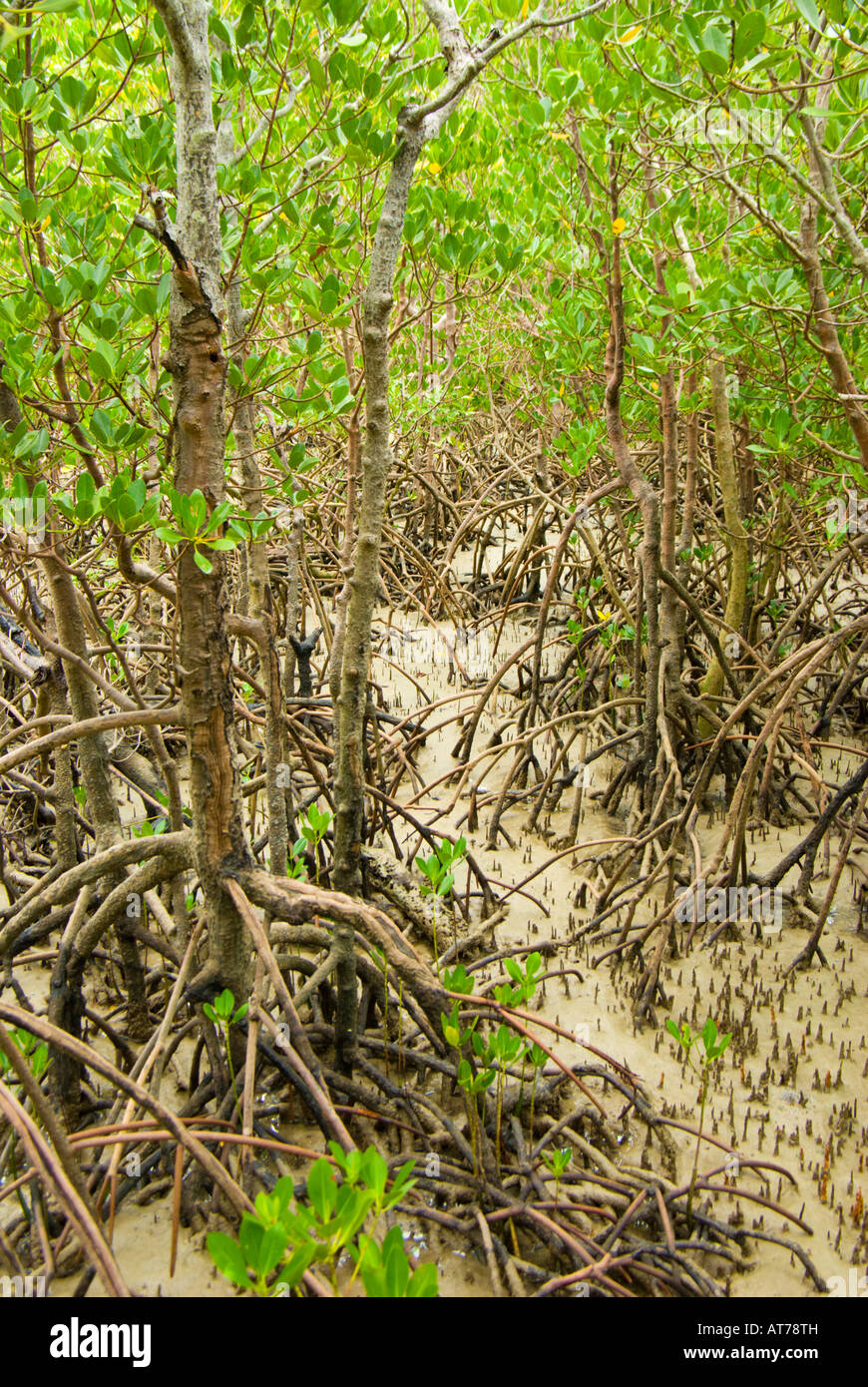 Mangroves and mudflats hi-res stock photography and images - Alamy