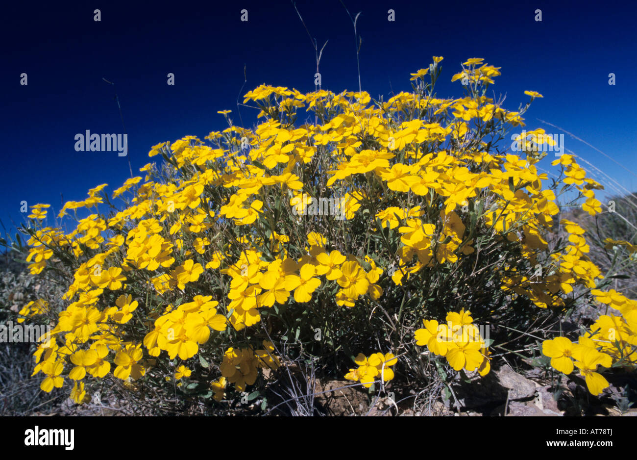 Woolly paper flower hi-res stock photography and images - Alamy