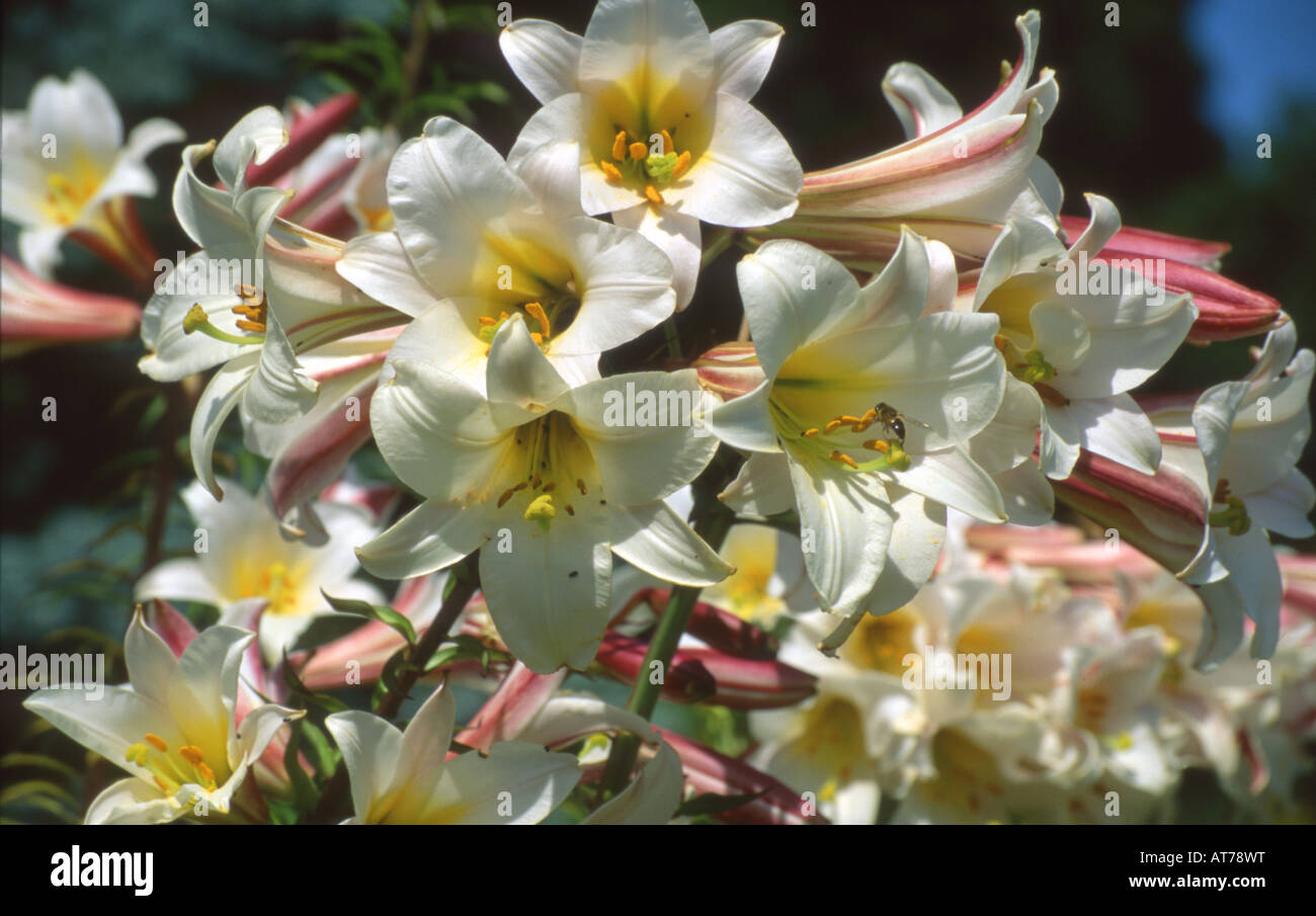 Lillium regale hi-res stock photography and images - Alamy