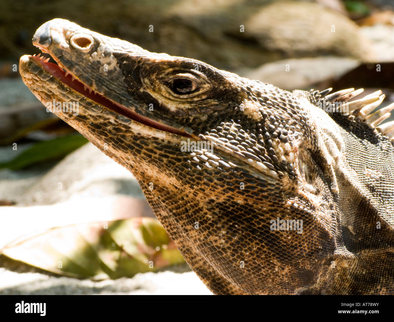 Costa Rica Quepos Manuel Antonio Playa Gemelas large black iguana mouth ...